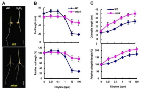 张劲松课题组和陈受宜课题组发现水稻中乙烯通过aba途径调控根生长中国科学院遗传与发育生物学研究所