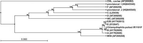 Ompa Gene Phylogenetic Tree Amino Acid Sequences Of The Ompa Gene Were Download Scientific