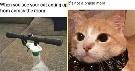 40 Funny Cat Memes Every Feline Owner Can Laugh At Right Meow August 8