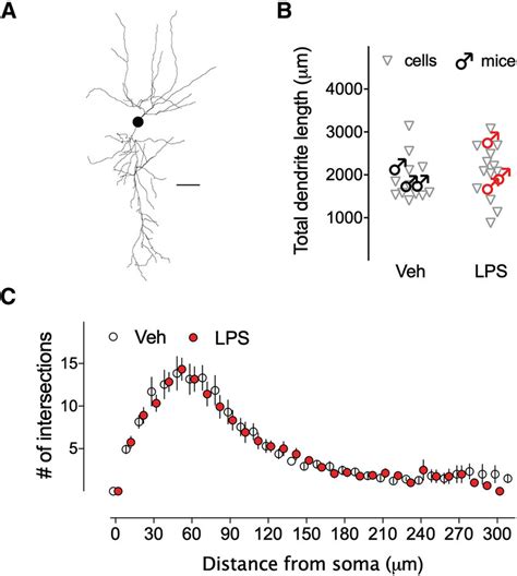 General Morphology Of Ca1 Pyramidal Neurons In Adult Male Mice Is Download Scientific Diagram