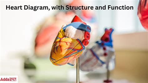 Human Heart Diagram With Labelling And Function