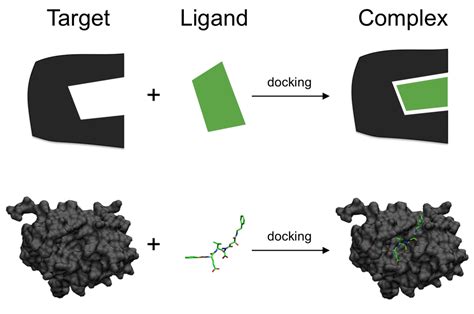 Molecular Docking And Md Simulation A Brief Introduction
