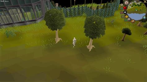 Osrs The Best Mahogany Tree Spots Ranked Gaming Gorilla Osrs The Best Mahogany Tree Spots Ranked Gaming Gorilla