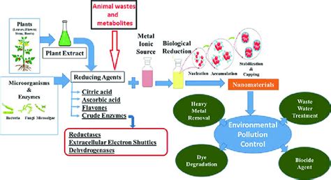 Biological Synthesis Of Metal Oxide Nanoparticles Download Scientific