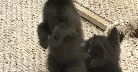 Catnip Bubbles Album On Imgur