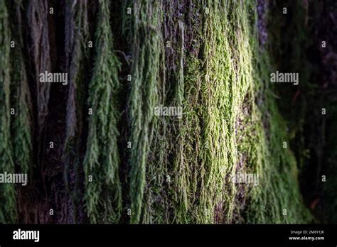 Tree Trunk Covered With Moss Moss Texture Macro View In Nature For