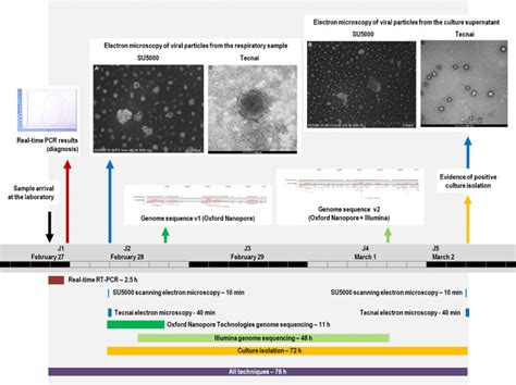 Ultrarapid Diagnosis Microscope Imaging Genome Sequencing And Culture Isolation Of Sars Cov 2