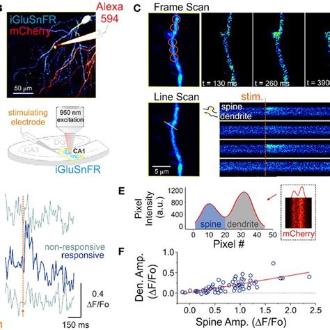 Modeling Synaptic Glutamate Transients Following Vesicle Release A A Download Scientific