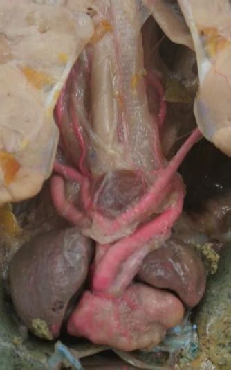 Diagram Of Turtle Heart Quizlet