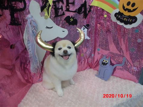 Happy Halloween