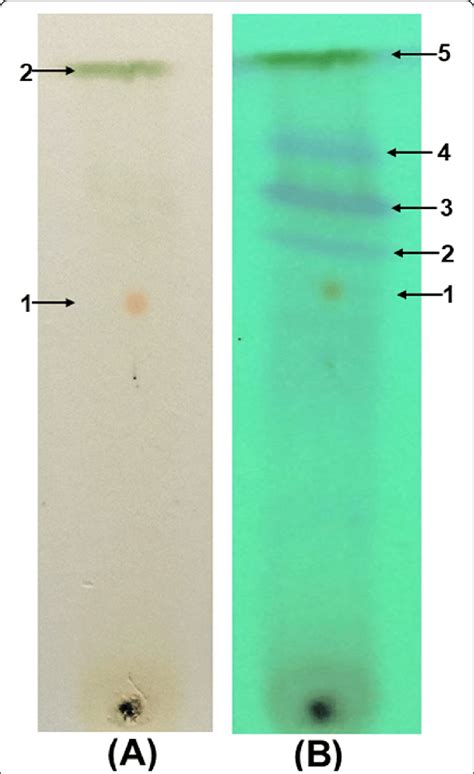 Thin Layer Chromatograph Of Methanolic Extracts Of Andrographis Download Scientific Diagram