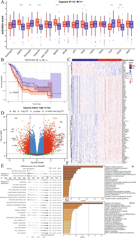 Identification Of Differential Genes Related To Hypoxia Status A Download Scientific Diagram