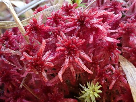 Abb 1 Sphagnum Warnstorfii Ein Gefährdetes Torfmoos In Zwischen Und