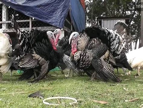 সখের টারকি ও তিতির বাচ্চা