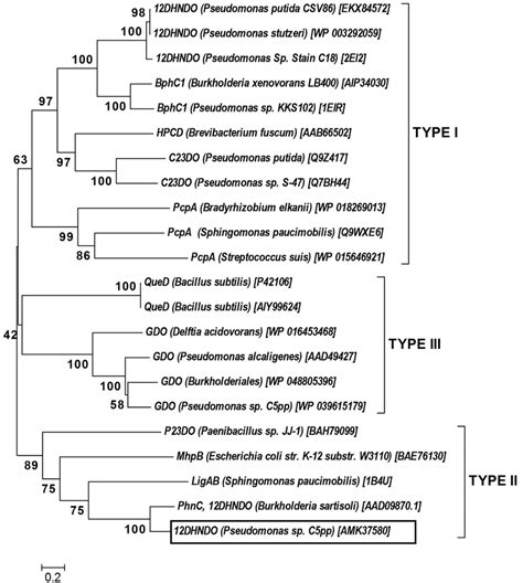 The Phylogenetic Analysis Of 1 2 Dihydroxynaphthalene Dioxygenase Download Scientific Diagram