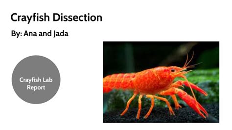 Crayfish Dissection Male