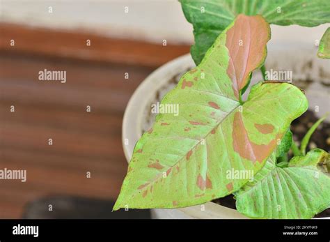 Syngonium milk confetti in pot Stock Photo - Alamy