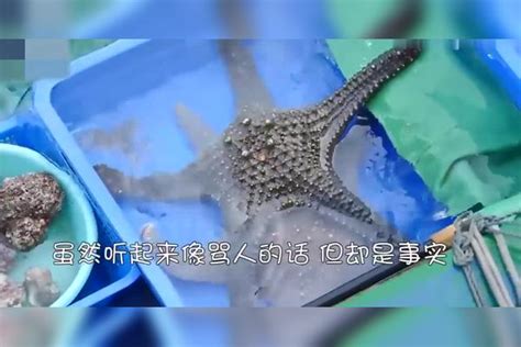 为什么海星的再生能力这么强今天终于明白了 能力 再生