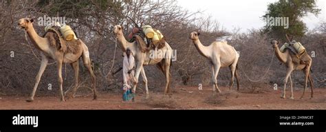 Camel Caravan Carrying Goods Is Ethiopia Stock Photo Alamy