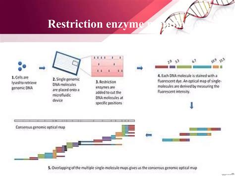 Gene Therapy And R Dna Technology Pptx Biotech And Biomedical