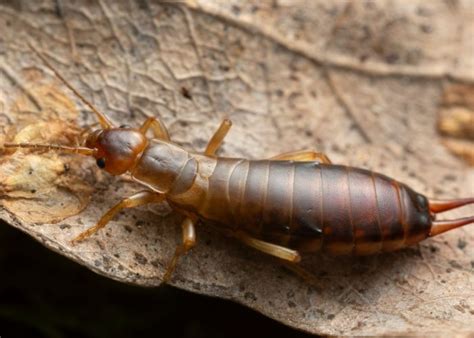 Home Remedies For Earwigs 10 Natural Solutions