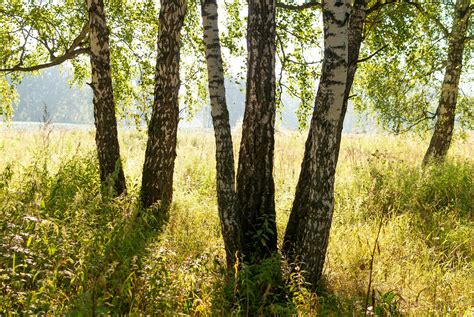 경치 고요한 공원 광야 광합성 그림자 기후 나무 나무 껍질 나뭇잎 녹지 덤불 들판 러스틱 목가적인 밝은 버 치 스 삼림지대 생태 서식지