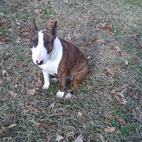 Excel Worksheet Browser With Hideunhidevery Hide Etsy