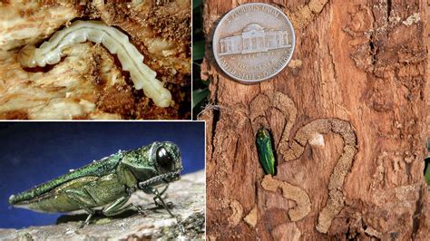 Emerald Ash Borer City Of New Hope