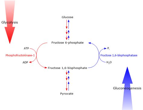 Fructose 2 6 Bisphosphate