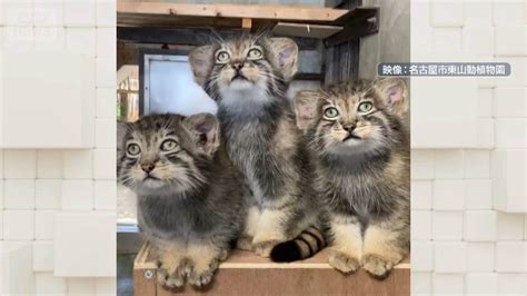 マヌルネコの赤ちゃん公開 国内に約20匹だけ 特徴的な「カクカク」