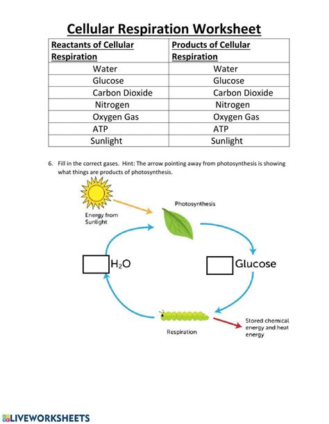 Simple Cellular Respiration Worksheet