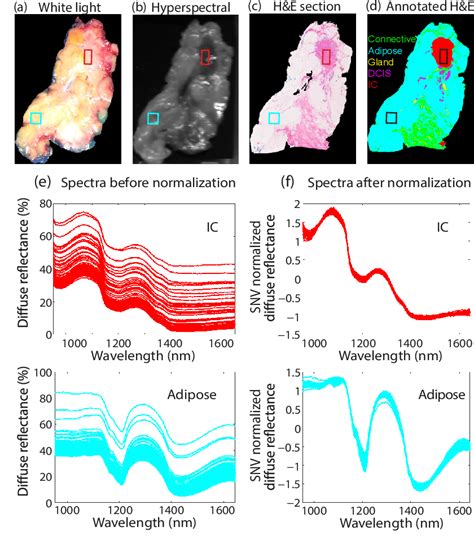 Figure 1 From Separating Surface Reflectance From Volume Reflectance In Medical Hyperspectral