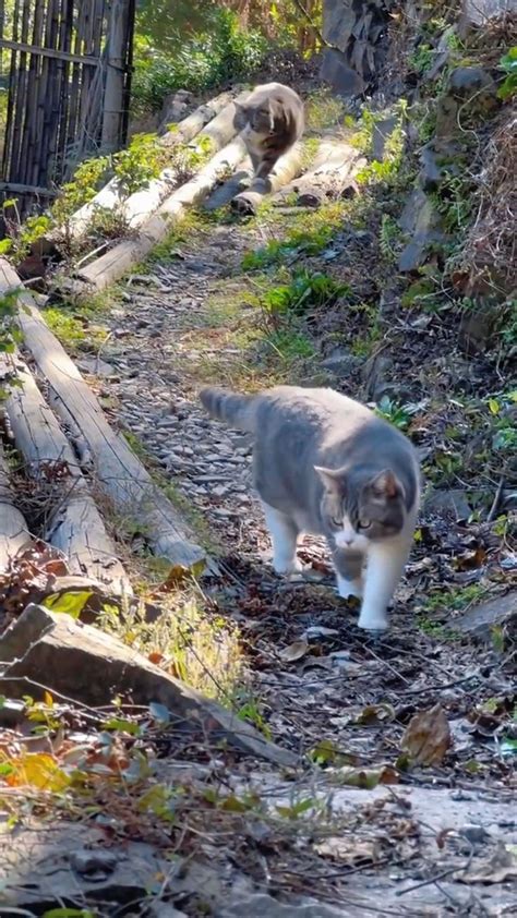 Jungle Kitty Duo Exploring The Woods