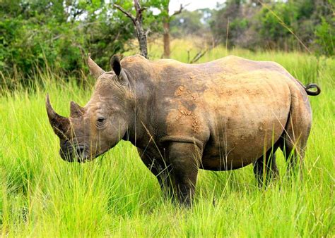White Rhino Wedding
