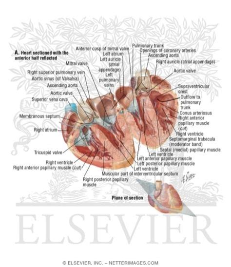 Interventricular Septum Histology