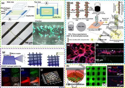 3d Printed Constructs With Electrical Light Stimulation And Their Download Scientific Diagram