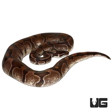 Vpi Axanthic Enchi Ball Python For Sale Underground Reptiles