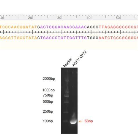 Identification Of Target Gene A Target Nucleotide Sequences Of Mgb Download Scientific