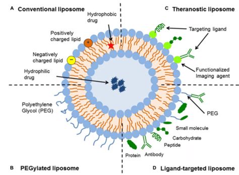 Schematic Representation Of The Different Types Of Liposomal Drug