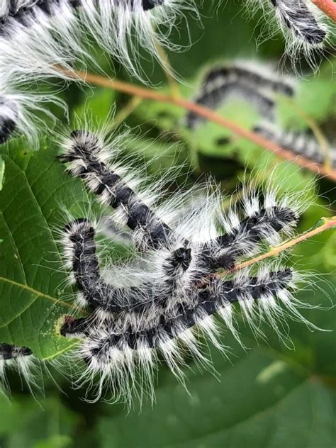 20 Black And White Caterpillars Some Cause Rashes