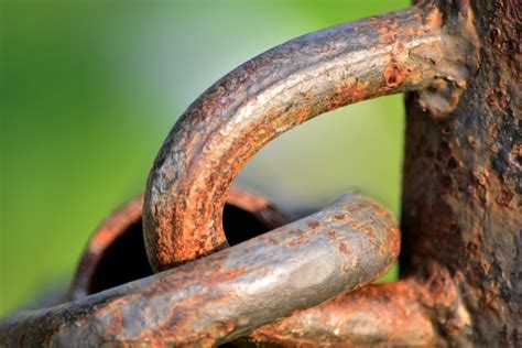 무료 이미지 나무 자연 분기 목재 잎 트렁크 뿔 녹색 흙 자료 닫다 장벽 철 매크로 사진 집게 식물 줄기 6000x4000