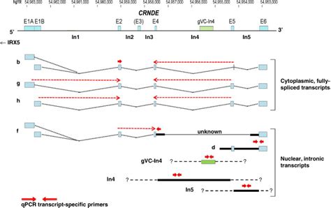 Alternatively Spliced Transcripts Derived From The Crnde Locus