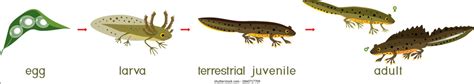 2 Thousand Newt Cartoon Royalty Free Images Stock Photos Pictures Shutterstock