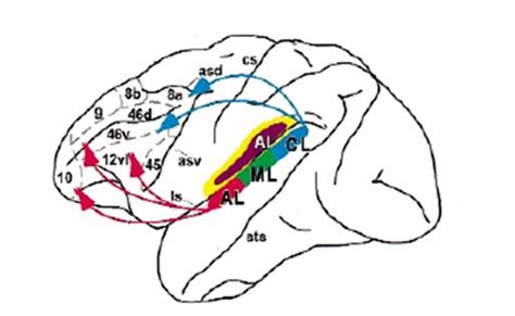 4 The Relevant Areas Of The Perisylvian Cortex In Man And Homologous Download Scientific