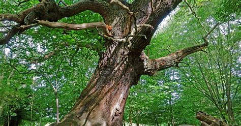 Why Some Areas Of Somerset Smell Like Semen At This Time Of Year Somerset Live