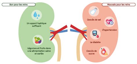 La Maladie Rénale Chronique Fiche Dinformations Ouilab