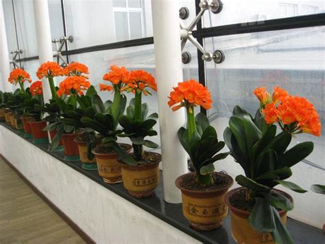 要養出漂亮君子蘭，記住4點，葉片大，光澤油亮，花色鮮艷 每日頭條