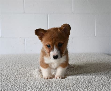 Akc Registered Welsh Corgi For Sale Millersburg Oh Female Abbie Ac