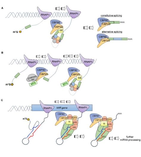 Update Nuclear Cap Binding Complex In Abiotic Stress Responses Plantae