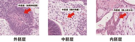 Ipsc基因编辑细胞系ipsc稳转细胞株ipsc重编程技术药物筛选模型 赛业生物